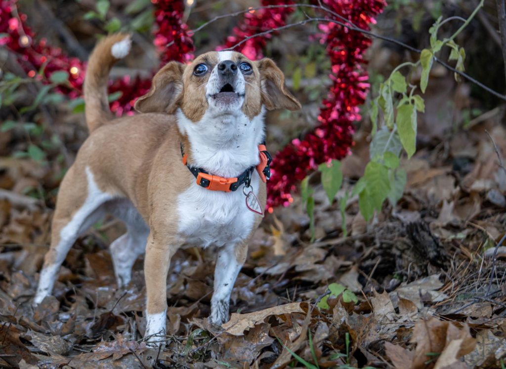 Lifelines for pets and owners – Maine Community Foundation